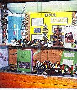 DNA Structure