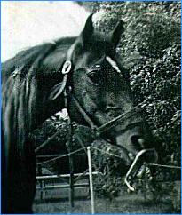 The "Humane Horse Twitch"