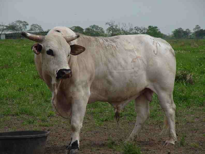 Bad Boys of the Double J Rodeo Palace