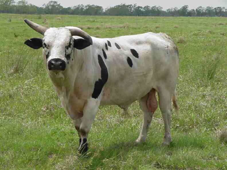 Bad Boys of the Double J Rodeo Palace