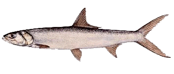 Distintas Carnadas Macabí