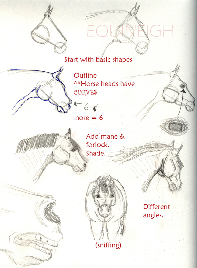 Lesson 2: Draw a horse head & neck