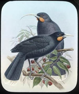 The Huia: a beautiful, magickal bird