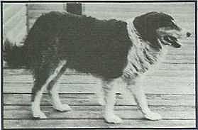 THE STORY OF OLD SHEP