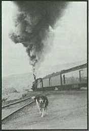 THE STORY OF OLD SHEP