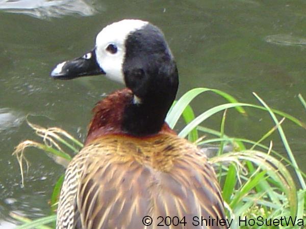 View Full-Size Image