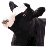 Welcome! [www.angelfire.com]