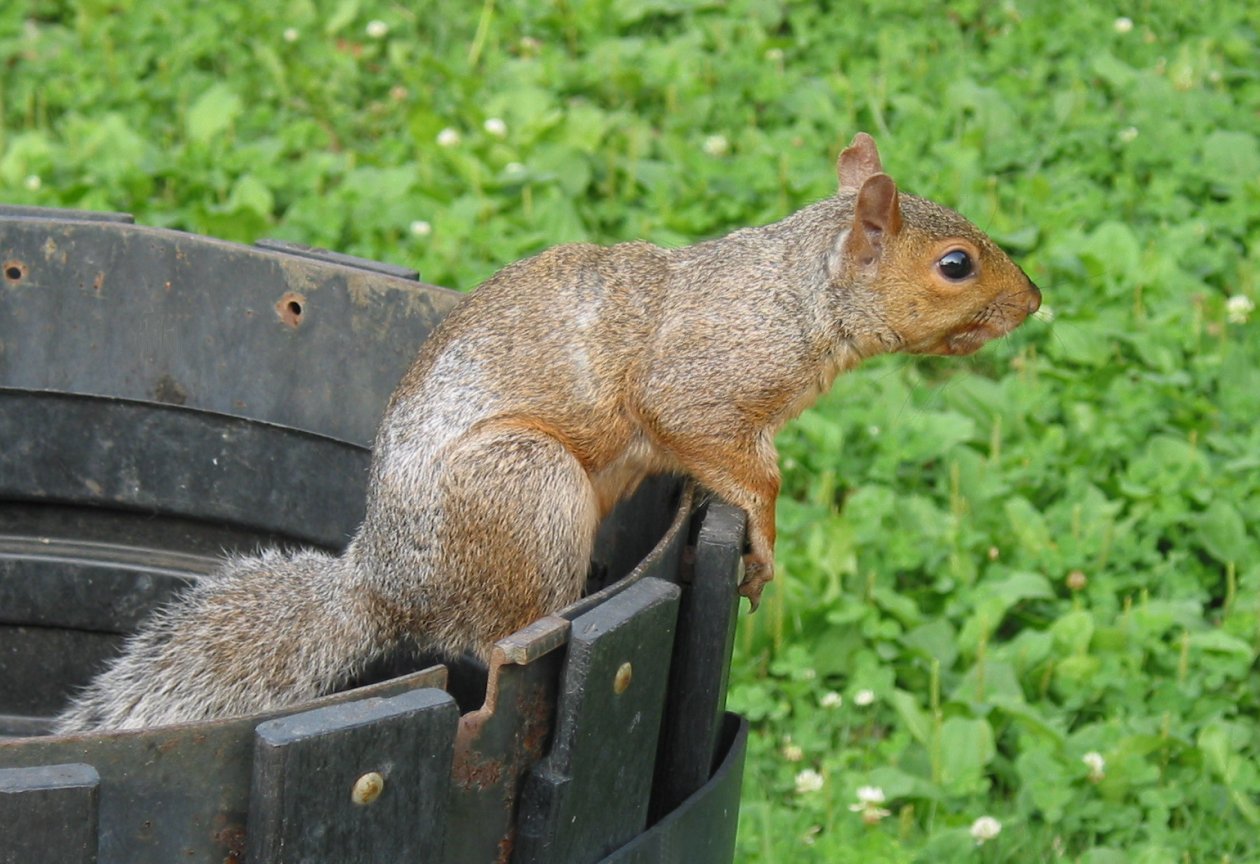 Home Page [www.angelfire.com]