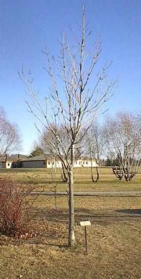 Tree Tour: 'Fallgold' Black Ash