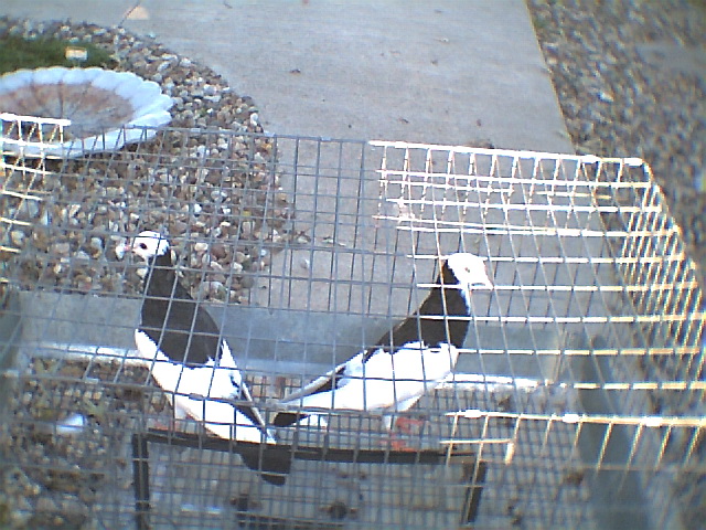 Pair Young Adult Bohemian Pouter Pigeons