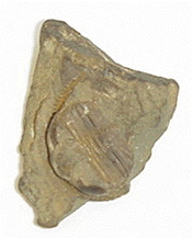 Cryptolithus tellelatus