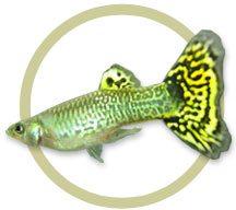 Untitled Document [www.angelfire.com]