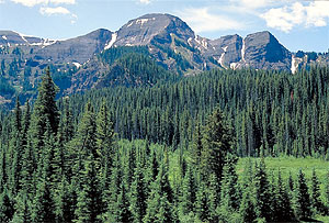 High-elevation Forests