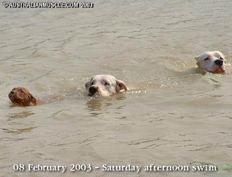 AustralianMuscle - Official Site of Shane Stratton & Diane Jardim Stratton