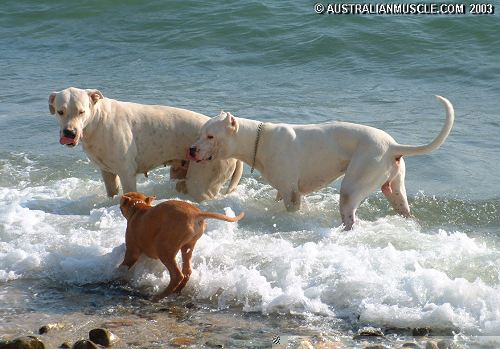 AustralianMuscle - Official Site of Shane Stratton & Diane Jardim Stratton