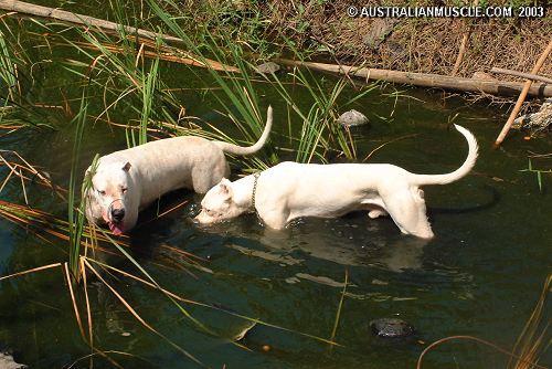 AustralianMuscle - Official Site of Shane Stratton & Diane Jardim Stratton