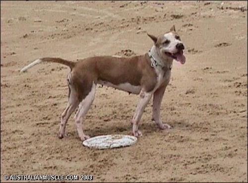 AustralianMuscle - Official Site of Shane Stratton & Diane Jardim Stratton