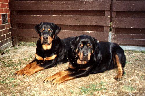 AustralianMuscle - Official Site of Shane Stratton & Diane Jardim Stratton