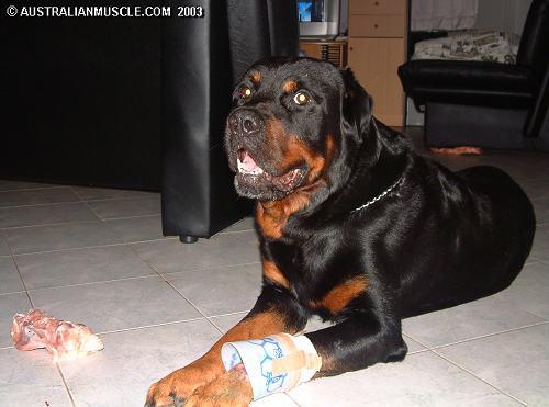 AustralianMuscle - Official Site of Shane Stratton & Diane Jardim Stratton