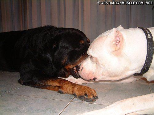 AustralianMuscle - Official Site of Shane Stratton & Diane Jardim Stratton