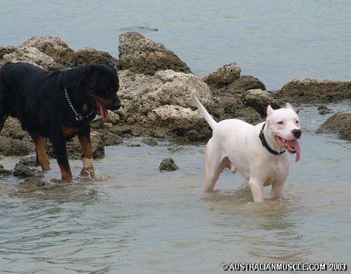 AustralianMuscle - Official Site of Shane Stratton & Diane Jardim Stratton