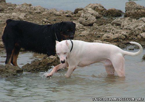 AustralianMuscle - Official Site of Shane Stratton & Diane Jardim Stratton