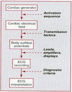 Introduction of ECG