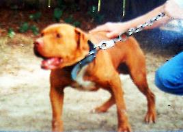 Color: Red / Red-nose