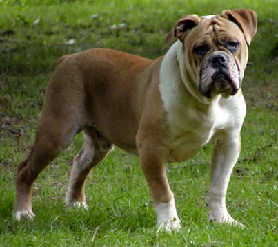 New Page 1 [www.angelfire.com]