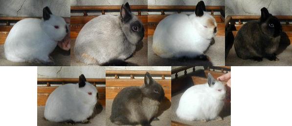 Netherland Dwarfs