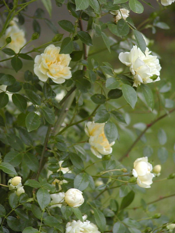 mystery yellow rambler