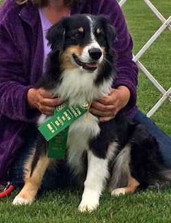 Camas Creek Australian Shepherds