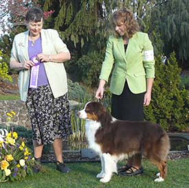 Camas Creek Australian Shepherds