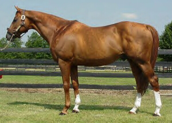 The Thoroughbred Horse