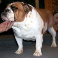 Bulldog