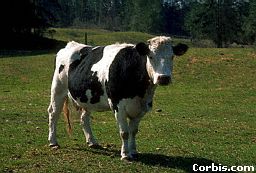 Cow Tipping