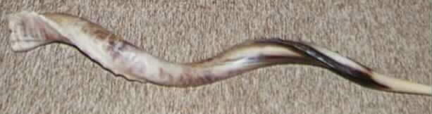 During the teachings on each individual piece, I blew the Shofar [ram's ...