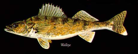 LOCATION:Lakes of 200 acres or more throughout Wisconsin.