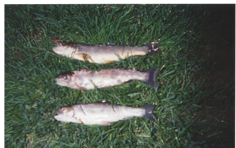 Charlie Esser's Hunting Pictures