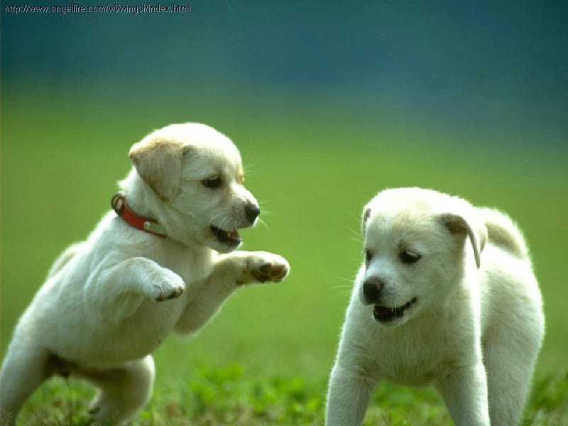 Dog Wallpapers 2