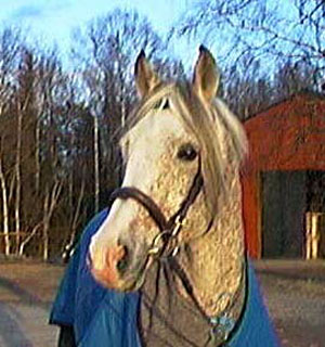 Stuteriets Salu Hästar