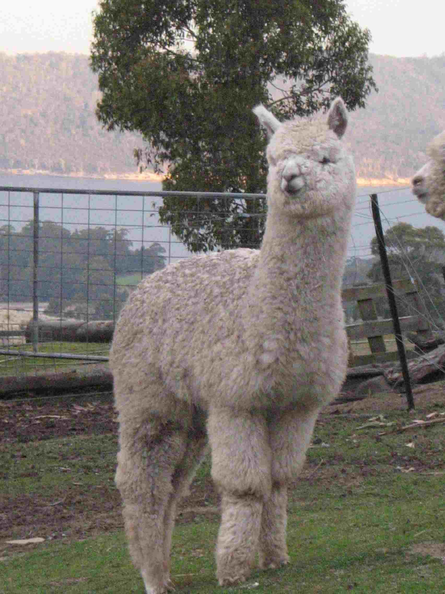 Bruny View Estate Alpacas Tasmania, Australia